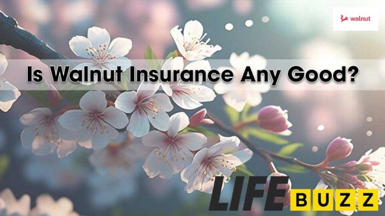 Walnut Insurance Reviews Canada 2025: Is It Right For You?